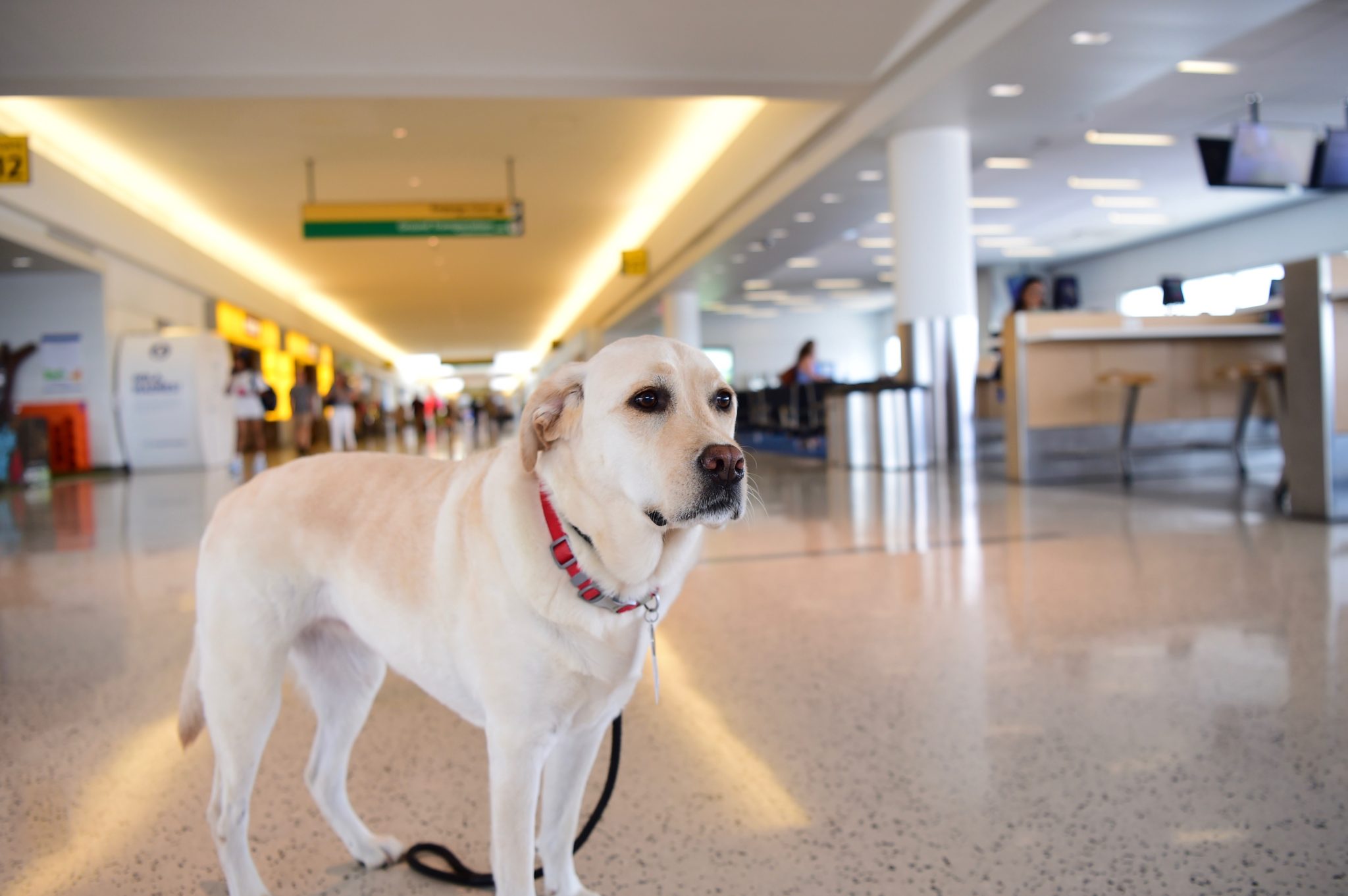 Viajar con animales de apoyo emocional - Volaris Revista
